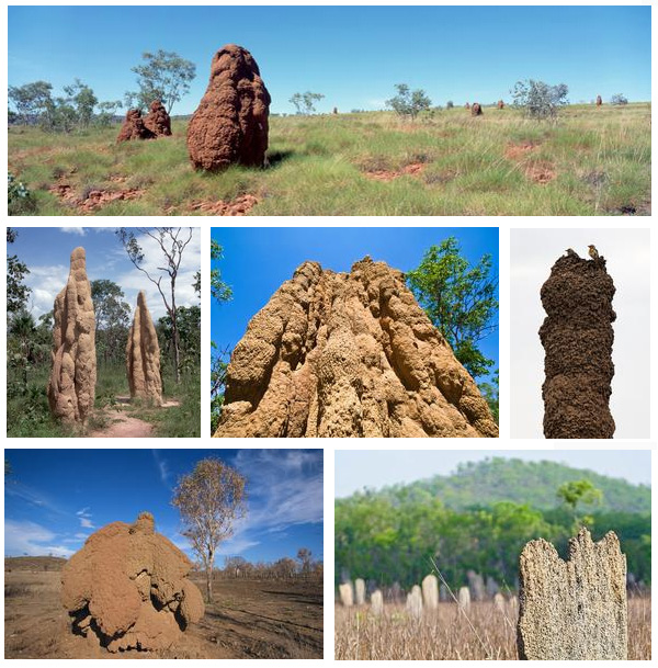 Introductory Case: Life of termites as eusocial insects - webmindset
