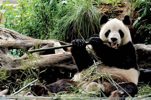 Definition of content farm and panda against the farmers! - webmindset
